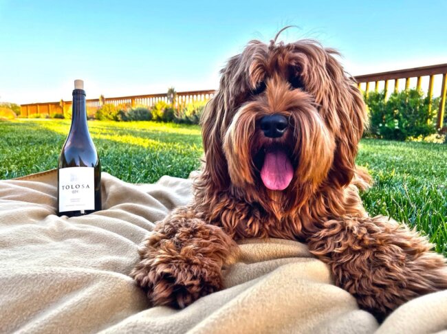 Tolosa Winery - San Luis Obispo