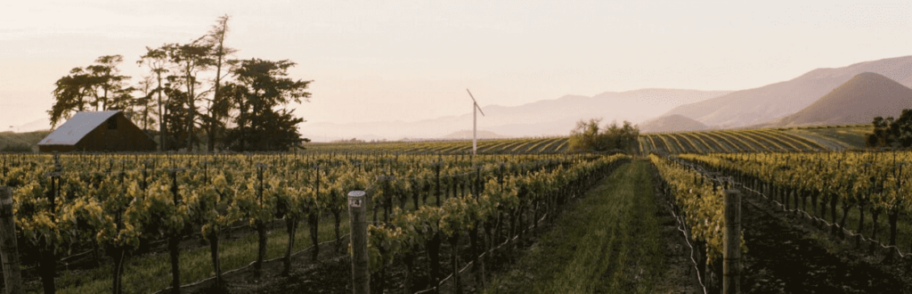 Biddle Ranch Vineyard - San Luis Obispo