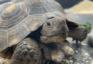 Charles Paddock Zoo - San Luis Obispo