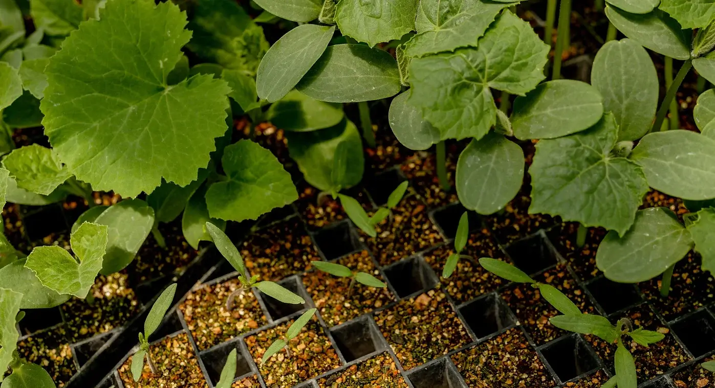 City Farm | Visit SLO