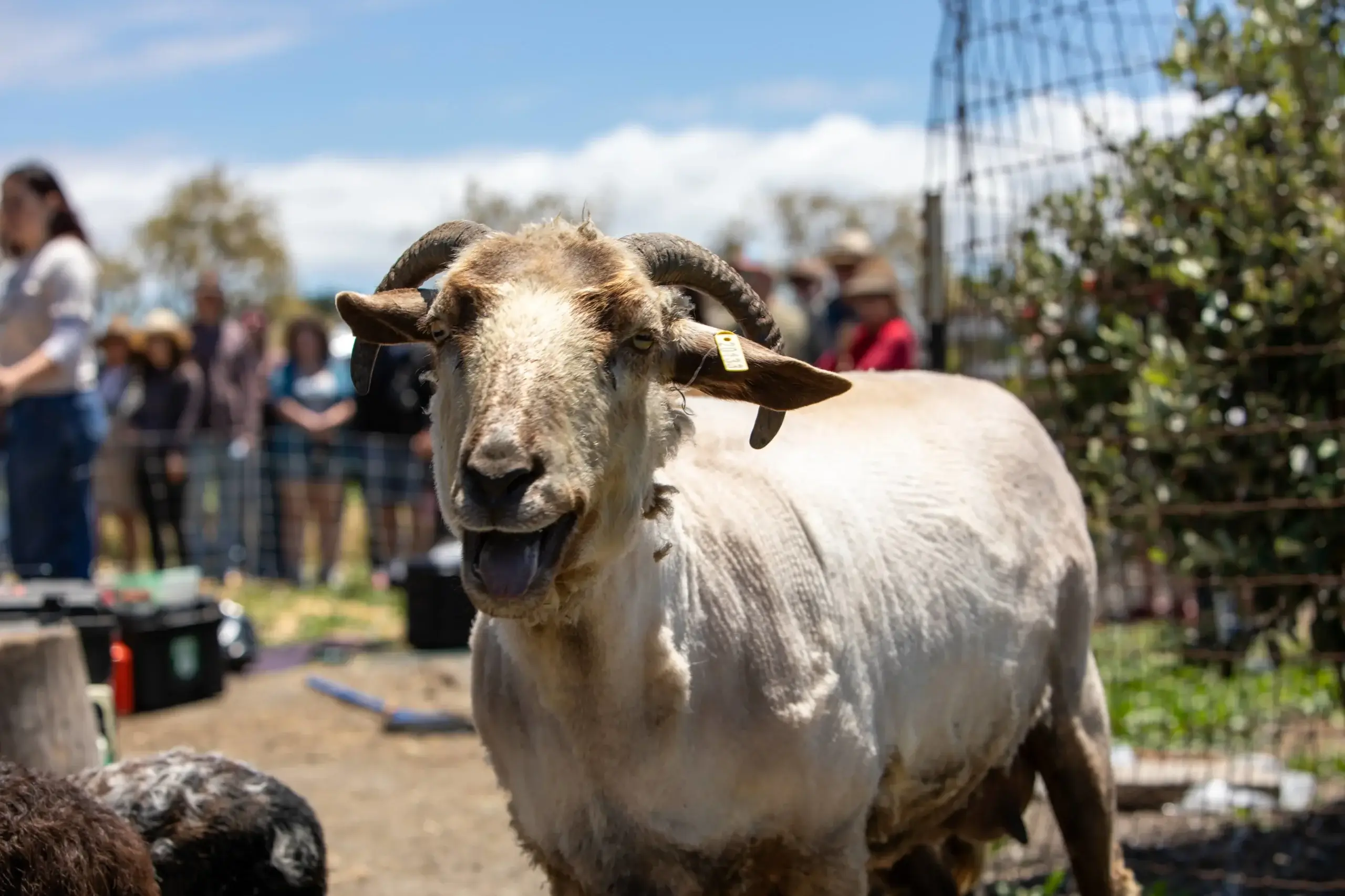City Farm SLO Presents The 4th Annual Sheep Shearing Shindig! | Visit SLO